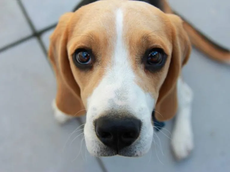 19 Behavioral Issues in Beagles (& Expert Management Tips)