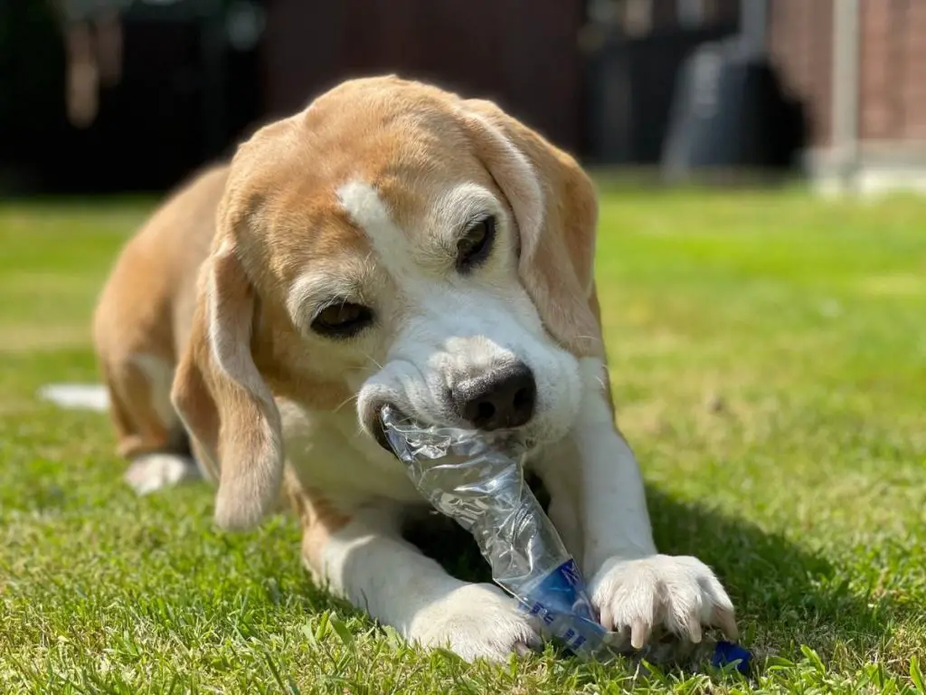 19 Behavioral Issues in Beagles (& Expert Management Tips)