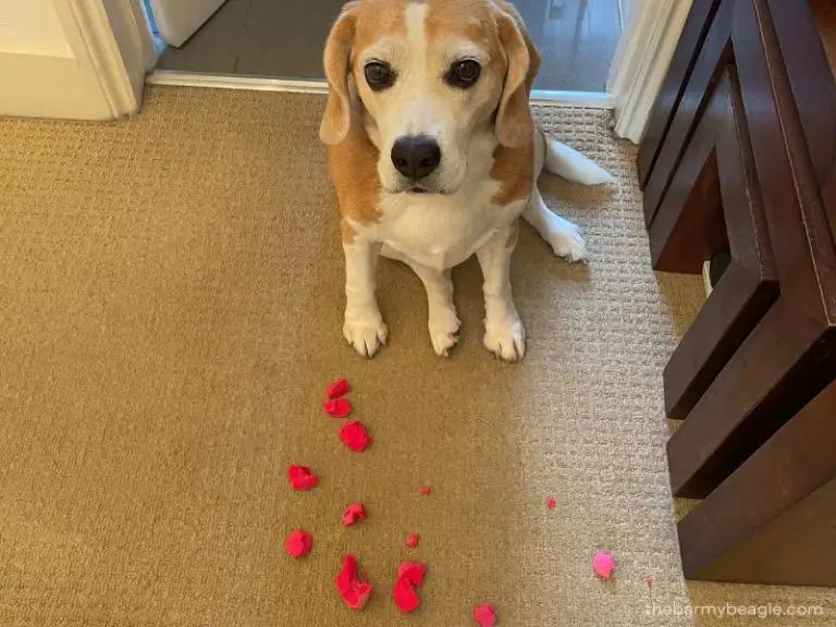 19 Behavioral Issues in Beagles (& Expert Management Tips)