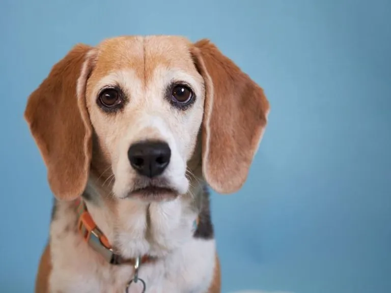 19 Behavioral Issues in Beagles (& Expert Management Tips)