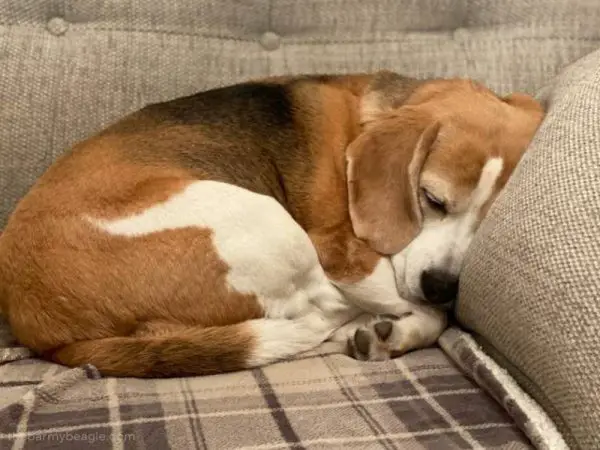 19 Behavioral Issues in Beagles (& Expert Management Tips)