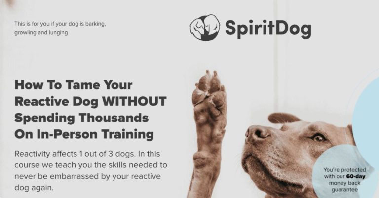 18 Online Courses for Dog Trainers (Best of 2024)