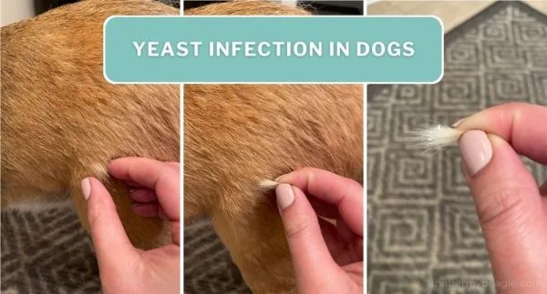 Yeast Infection in Dogs: Our Painful Journey (with photos)