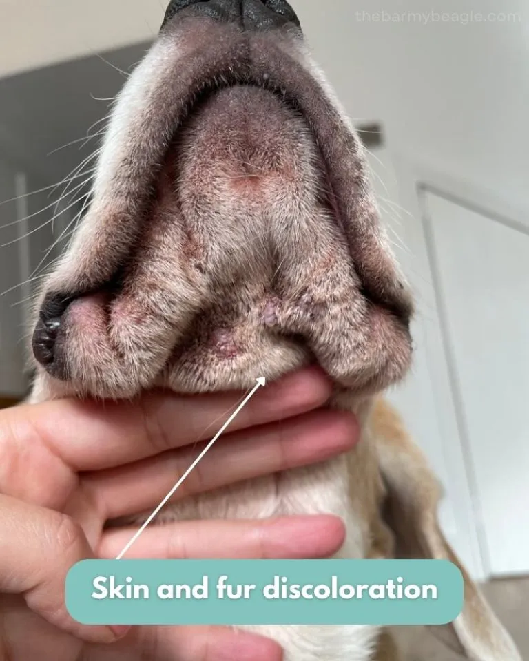 Yeast Infection in Dogs: Our Painful Journey (with photos)