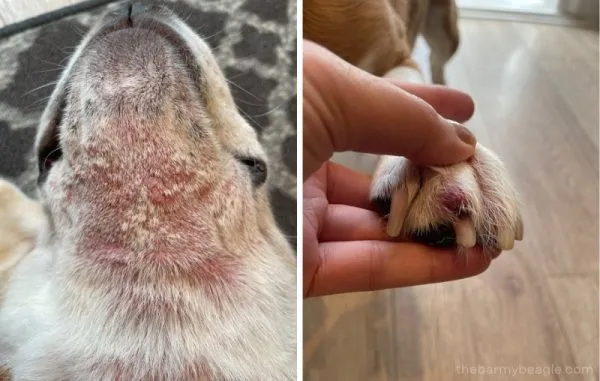 Yeast Infection in Dogs: Our Painful Journey (with photos)