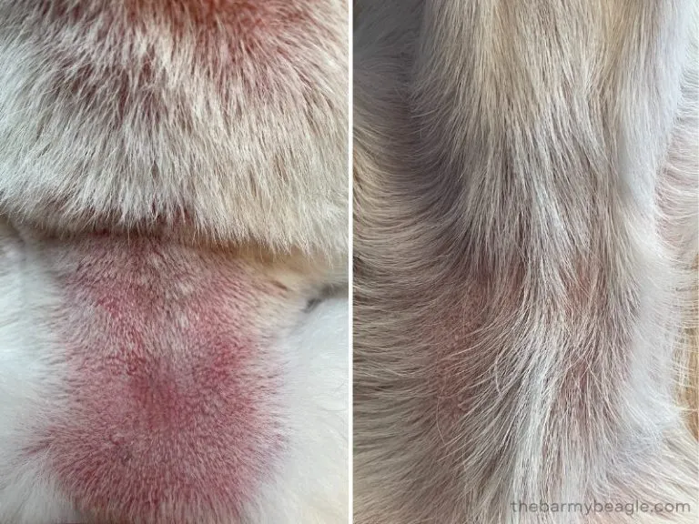 Yeast Infection in Dogs: Our Painful Journey (with photos)