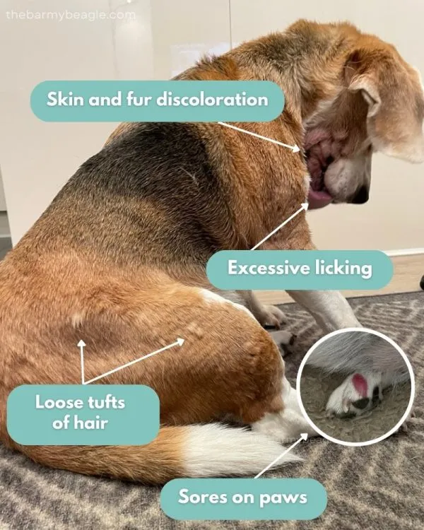 Yeast Infection in Dogs: Our Painful Journey (with photos)